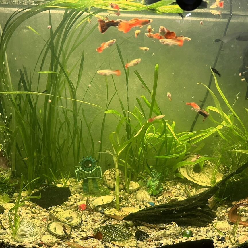 Аквариумные рыбы