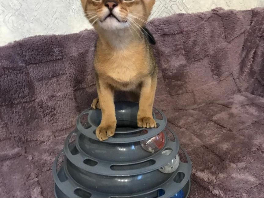 Абисинский котенок
