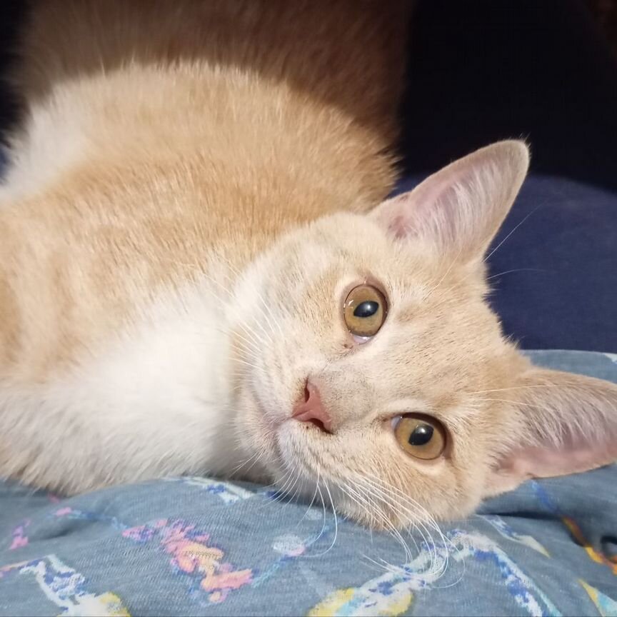 Отдам в добрые руки кошечку