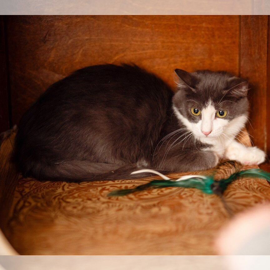 Котёнок в добрые руки