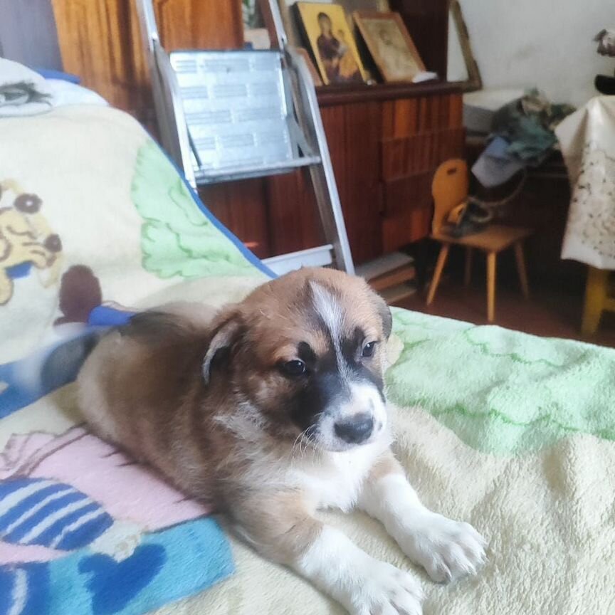 Тася девочка вырастет не больше 10 кг