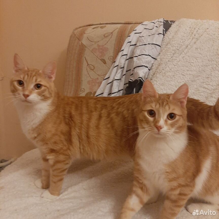 Два рыжих котика подростка 6 мес