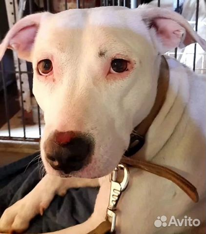 Собака Лола очень ждет Своего Человека