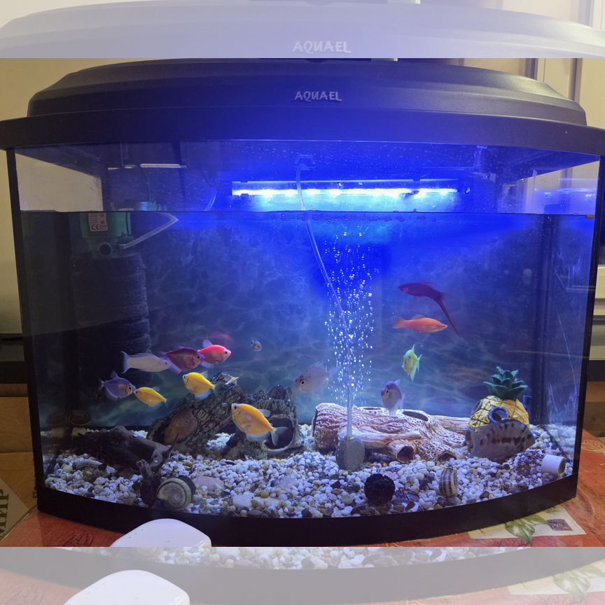 Отдам цихлазому чернополосную