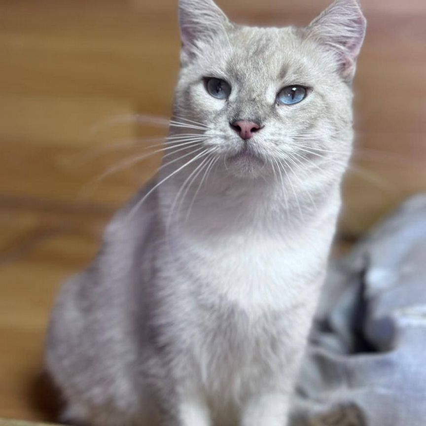 Кошка из приюта ищет дом