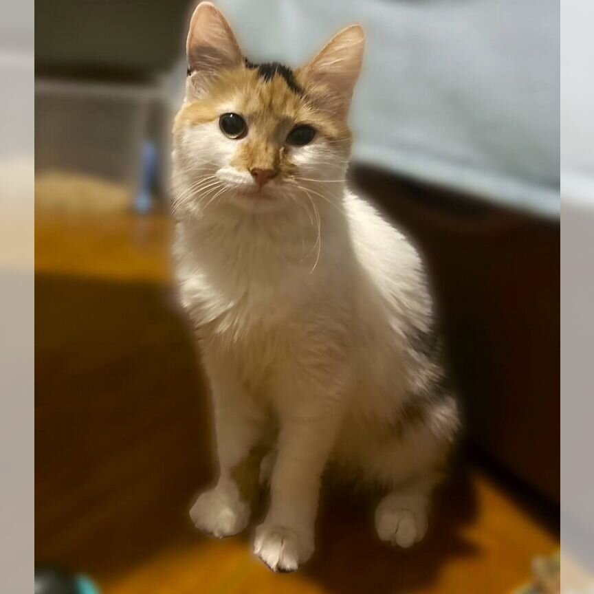 Трехцветный полупушистый котенок девочка обнимашеч