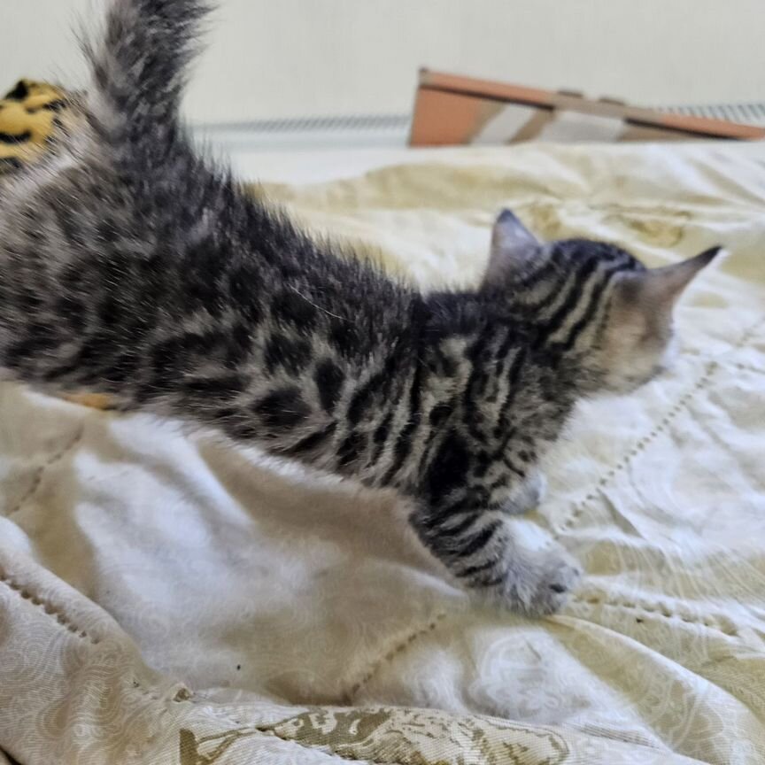 Бенгальские котята