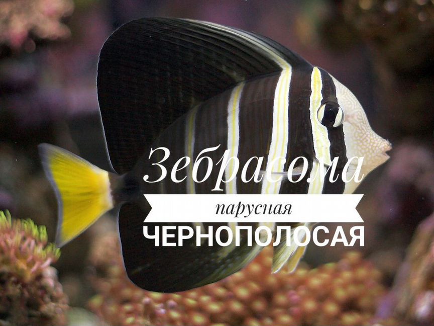 Зебрасома парусная, ML (морская рыбка в наличии)