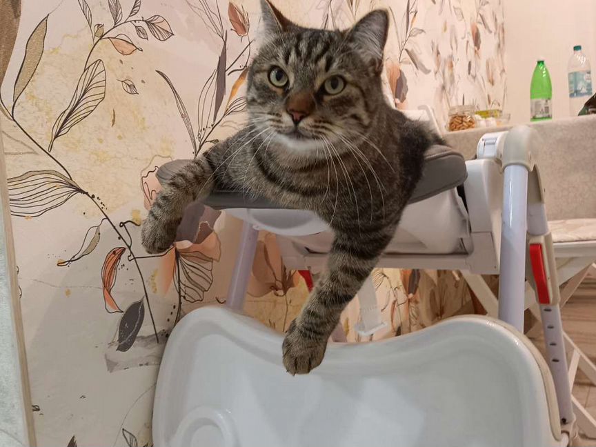 Отдам кота в добрые руки