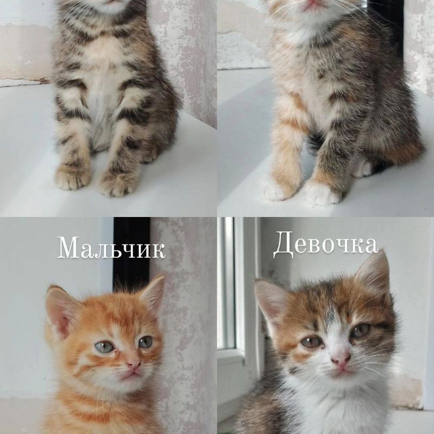 Отдам котяток в добрые руки