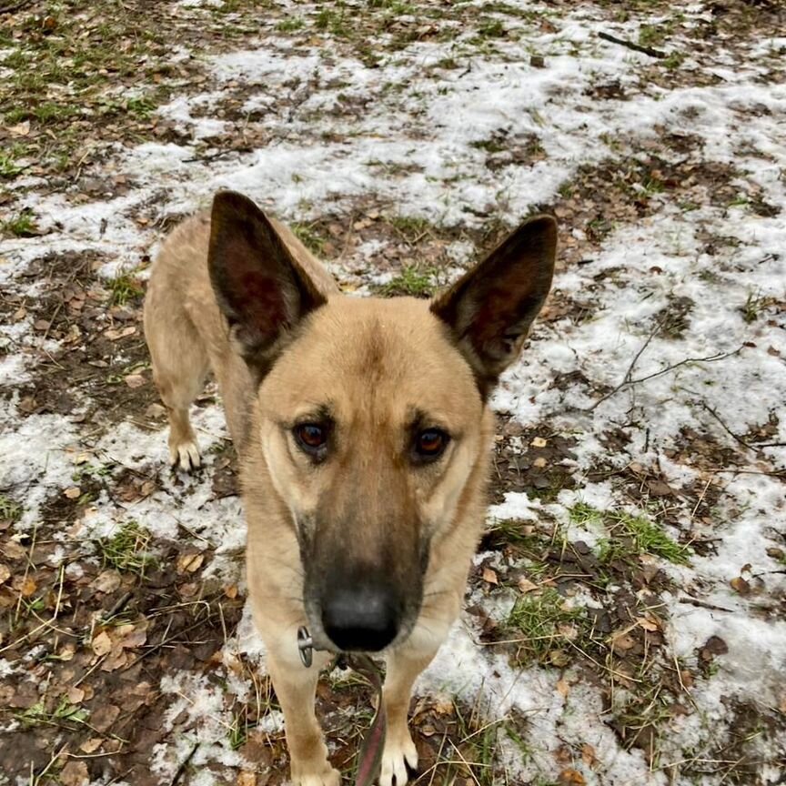 Мальчик ждет в холодной приютской клетке