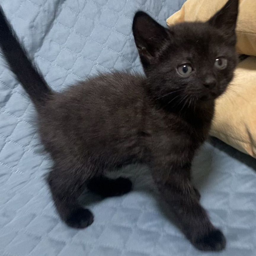 Шотландские котята прямоухие