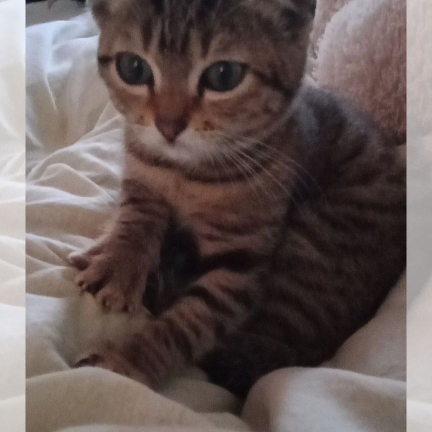 Шотландская вислоухая кошка