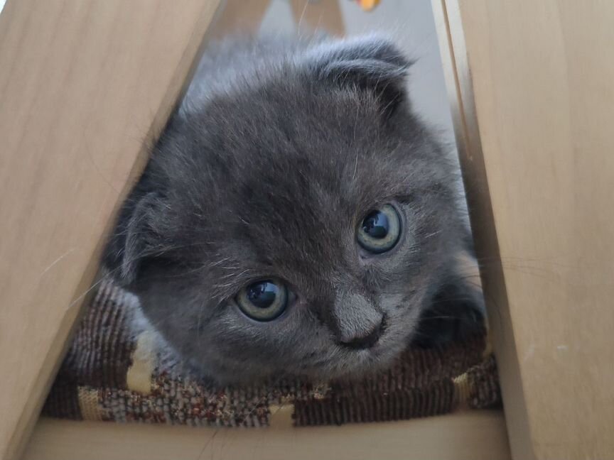 Шотландские котятки
