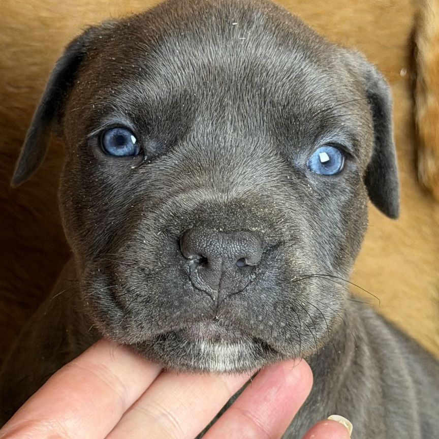 Американский стаффордширский терьер, щенок