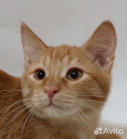 Солнечный котенок Рыжик, 4,5 месяца