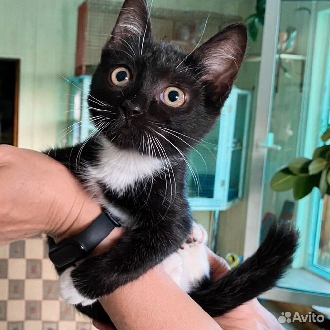 Котёнок разумный, человечный мальчик ждет 3 мес