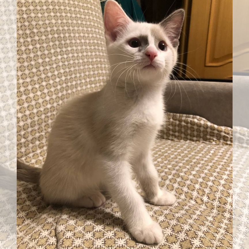 Котёнок от частного владельца