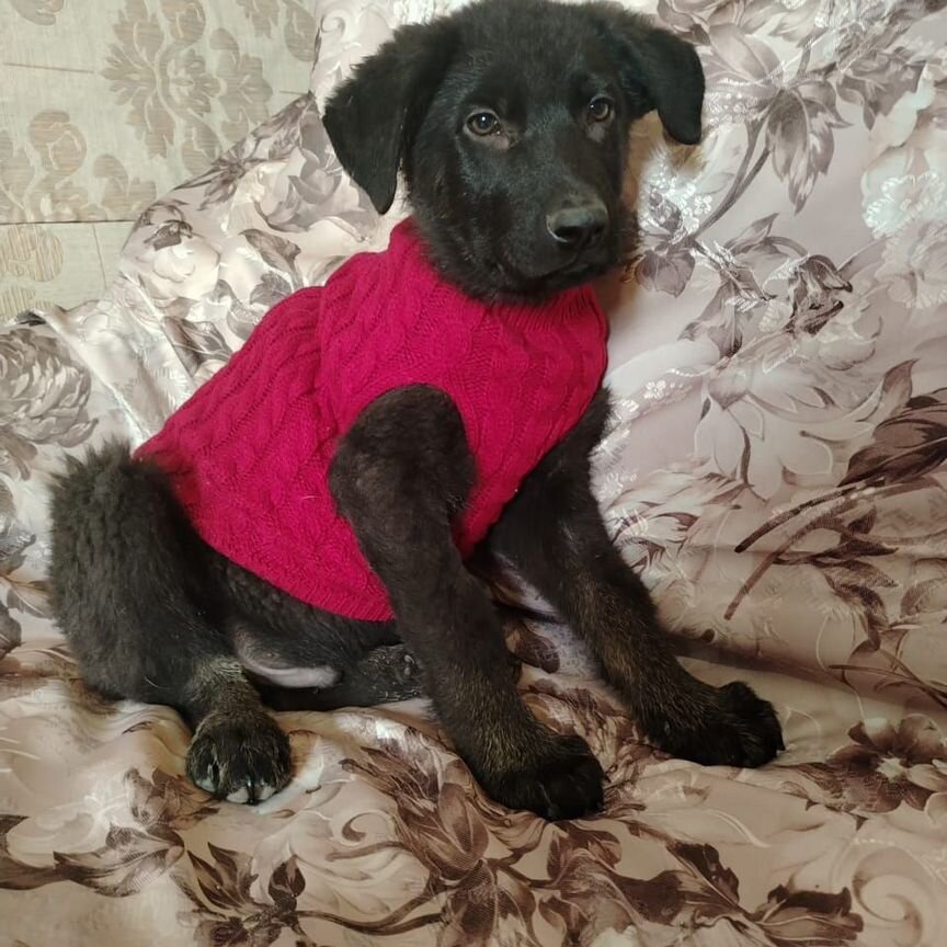 Мальчик Филя 2,5 мес