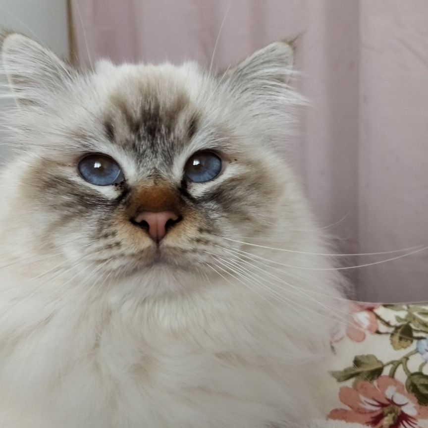 Бирманский котёнок