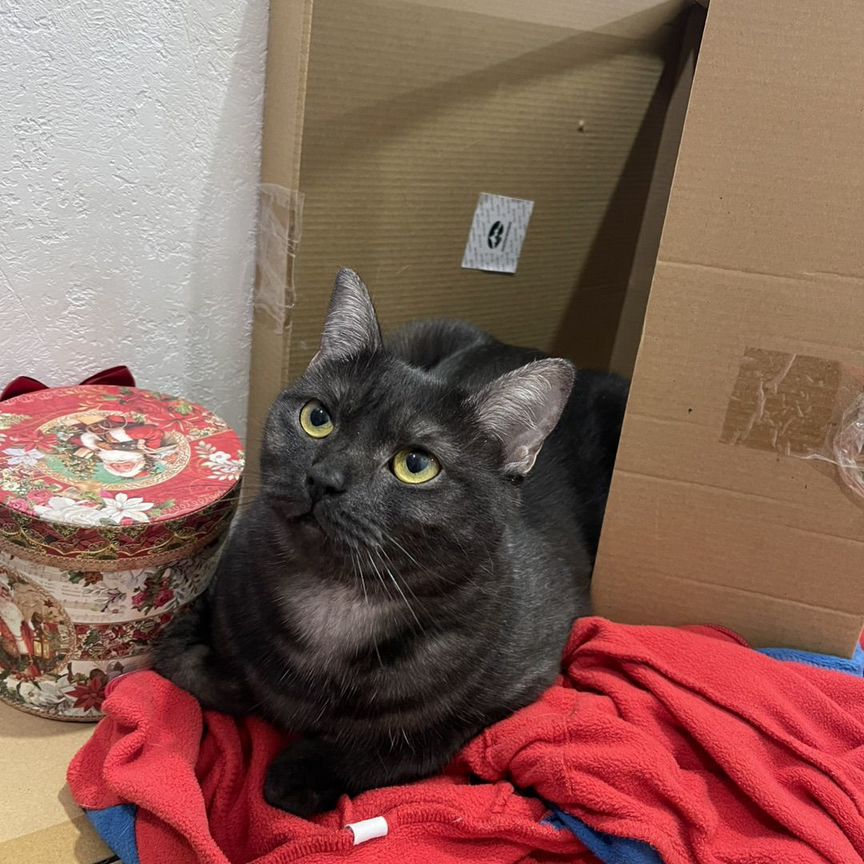 Взрослая кошка в добрые руки