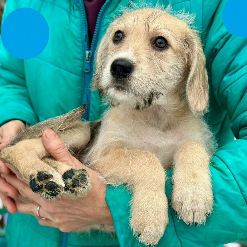 Рыжий щенок в дар