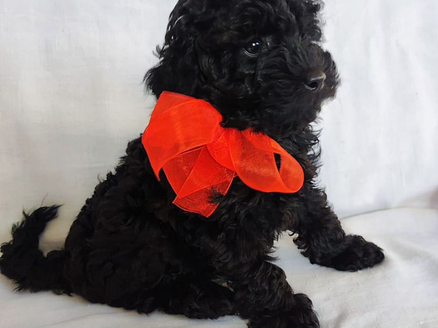 Щенки той-пуделя