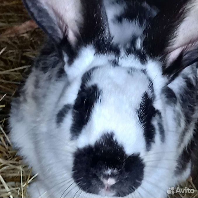 Кролик самец