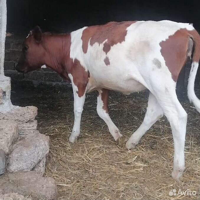 Тёлочки от молочных коров