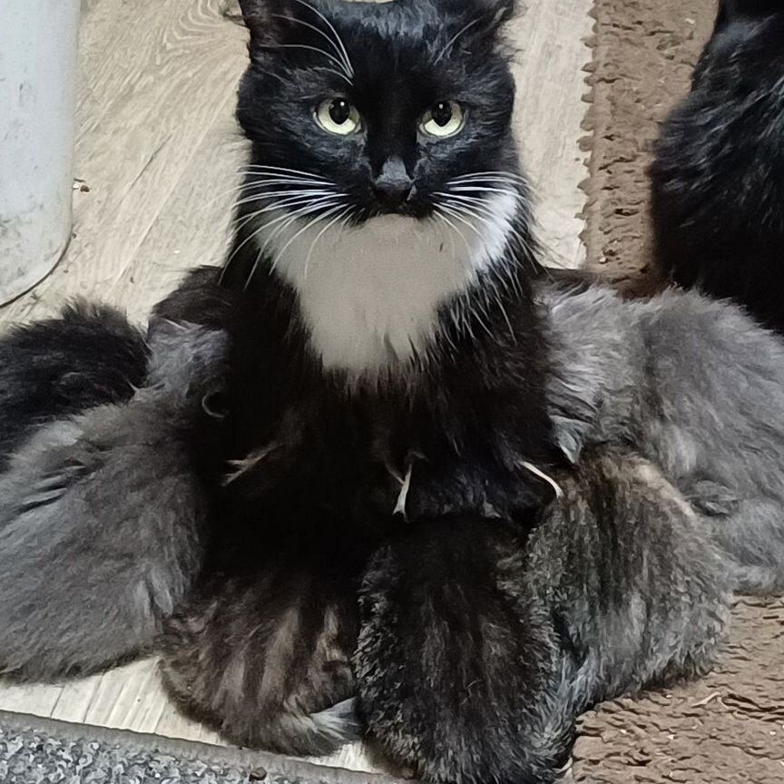 Котята Доставка