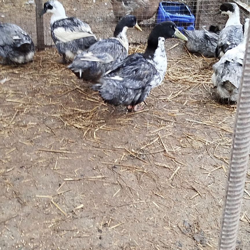 Соберу на инкубацию яйцо утки голубой фаворит