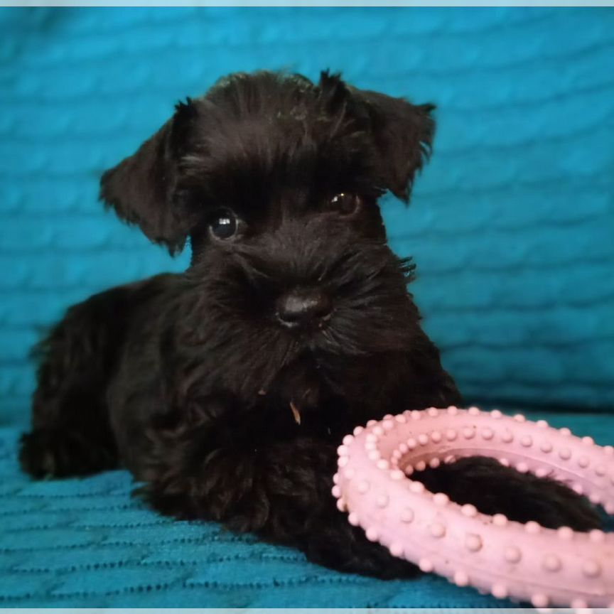 Цвергшнауцер, щенок