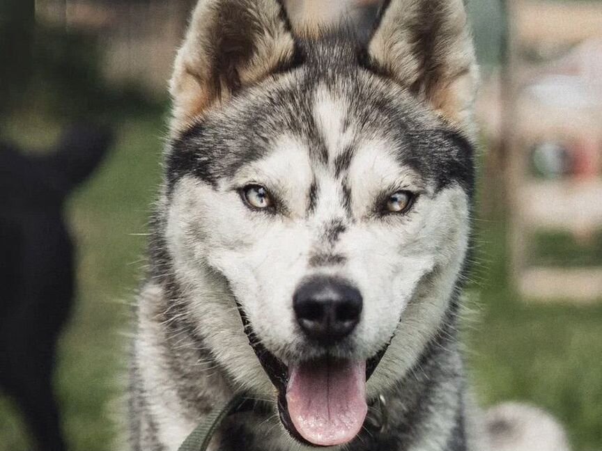 Хаски - голубые глазки