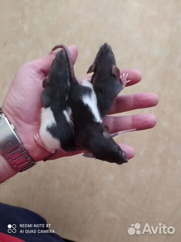 Отдам бесплатно крысят