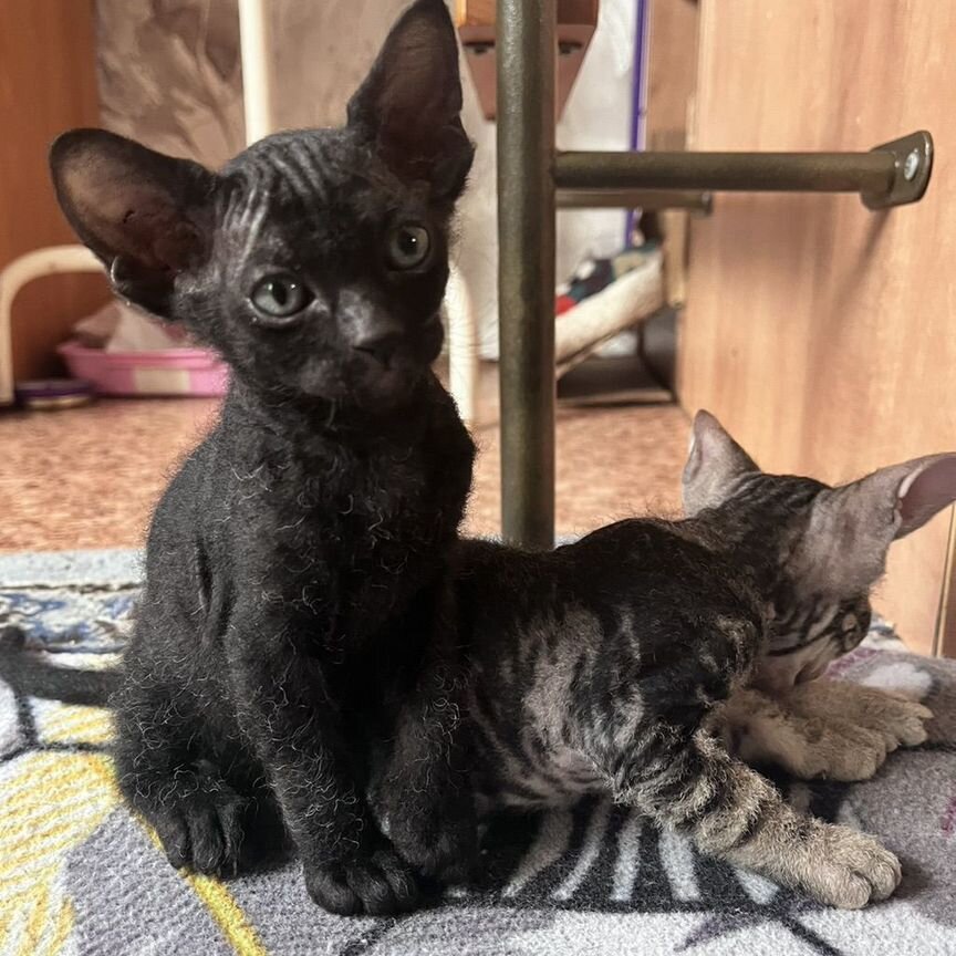 Котята корниш-рекс
