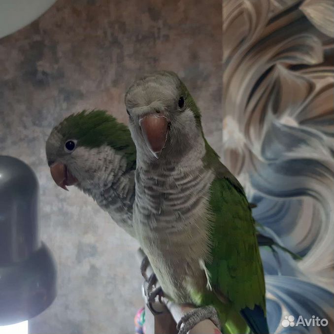 Попугай квакер монах