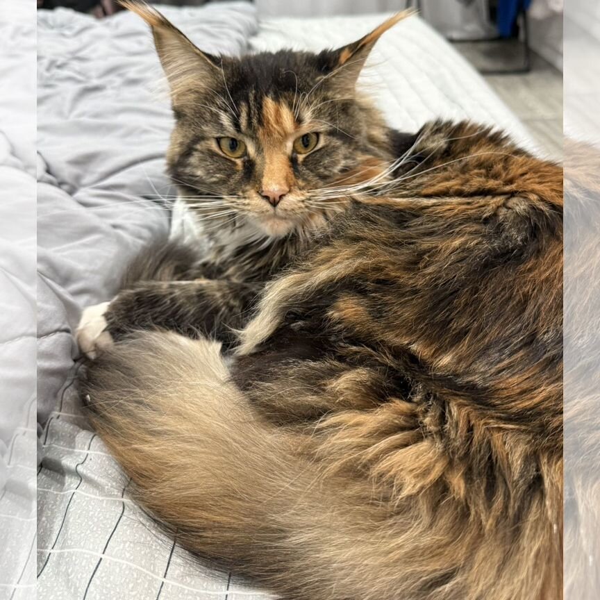 Мейн-кун котёнок