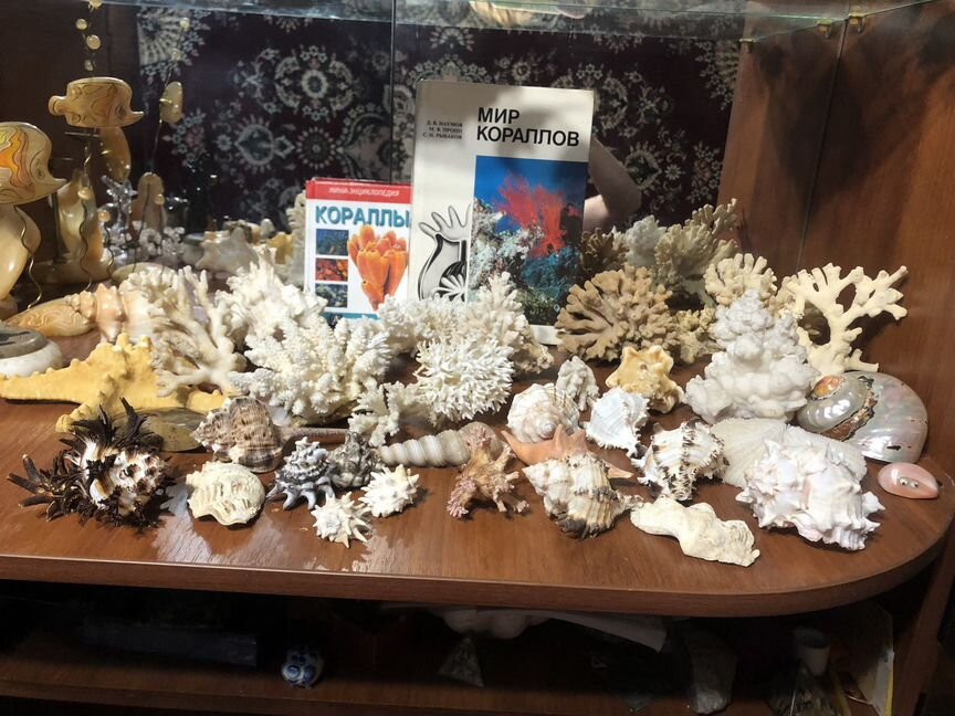 Морские кораллы