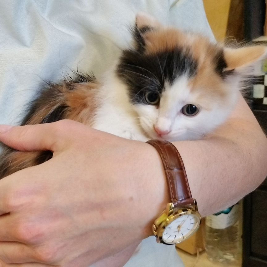 Котёнок в добрые руки