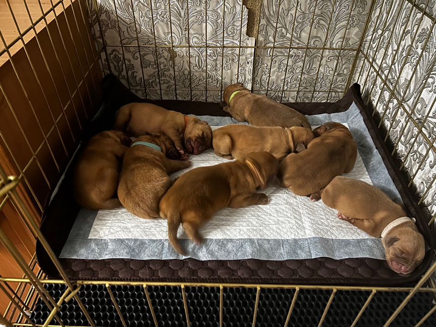 Щенки бордоского дога