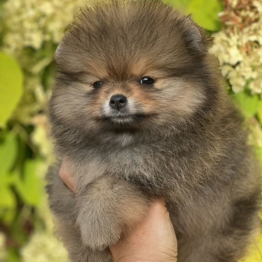 Померанский шпиц