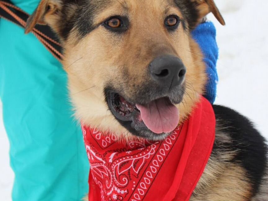 Пёс Рэм в заботливые руки