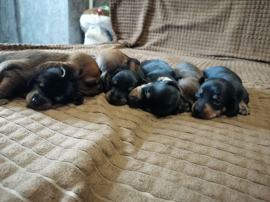 Щенки стандартной таксы