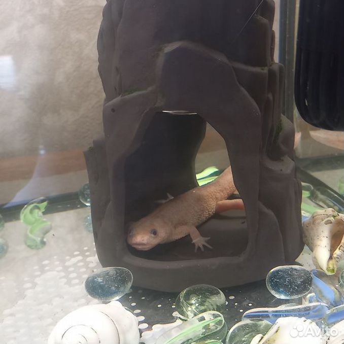 Аквариум с тритонами