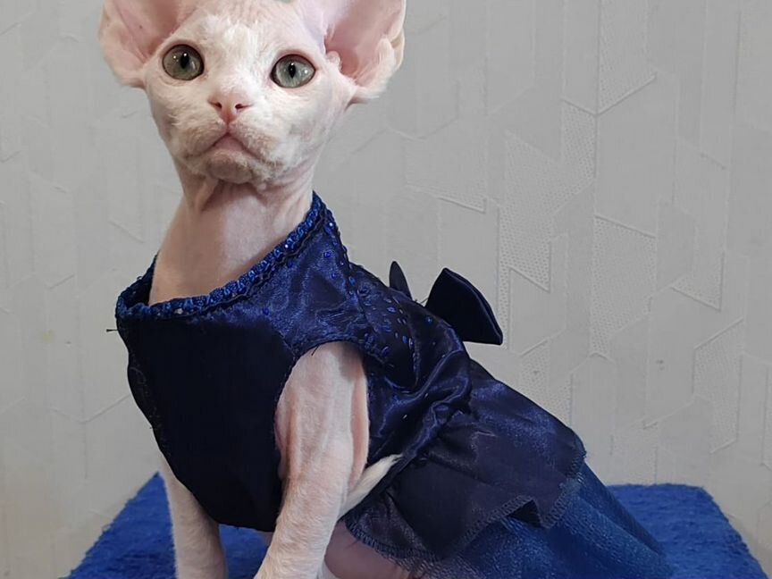 Котята девон-рекс