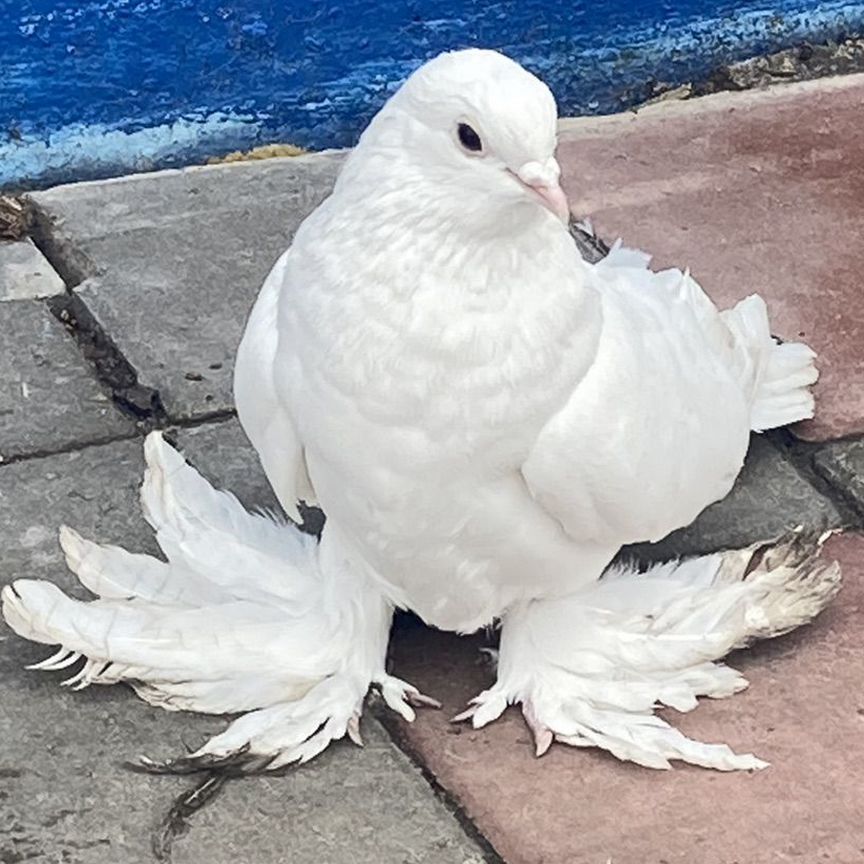 Голубь найдёныш