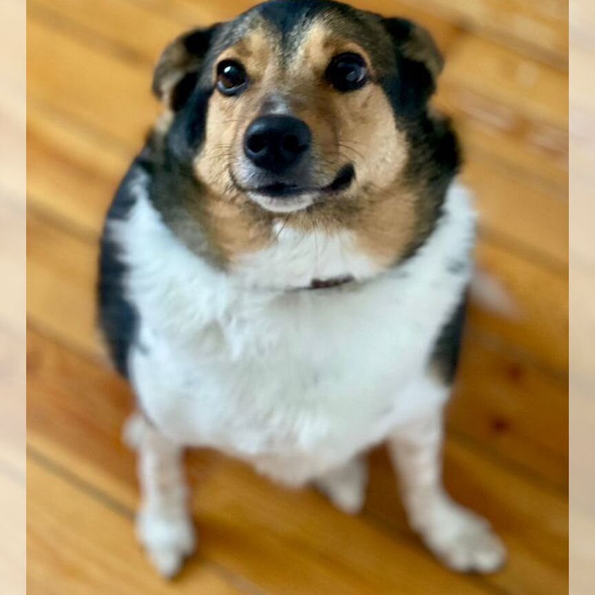 Небольшой Фунтик 2 года в поисках дома