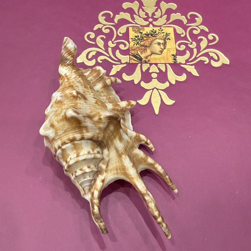 Раковина моллюска