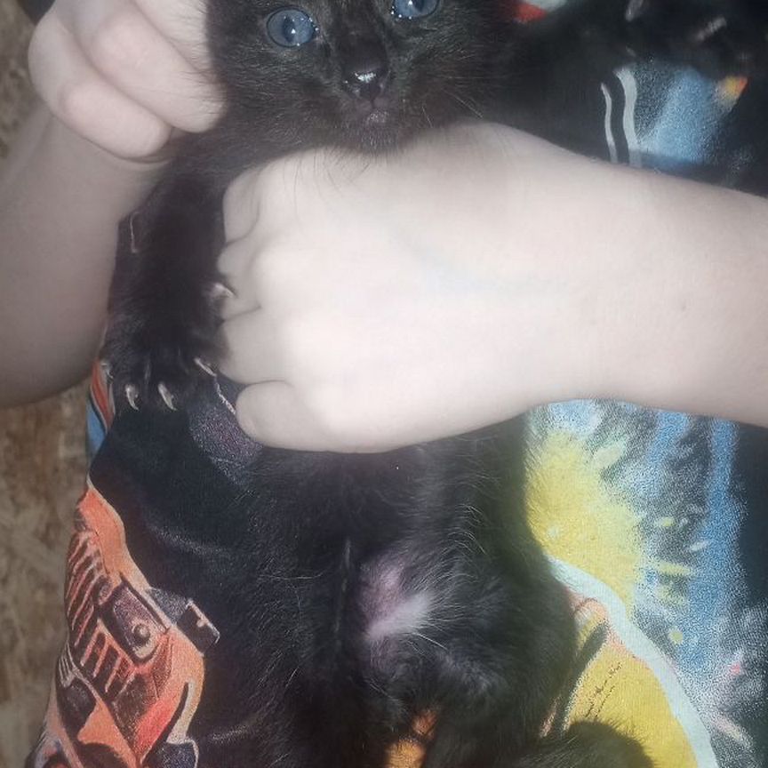 Котёнок в добрые руки