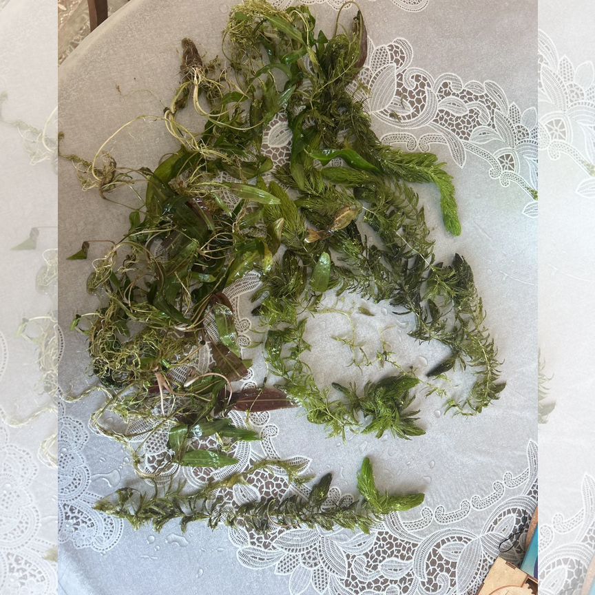 Аквариумные растения